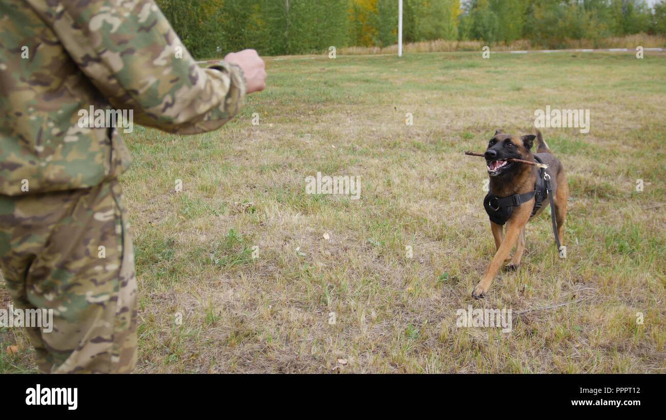 Trained german shepherd dog brings a stick to his trainer Stock Photo ...