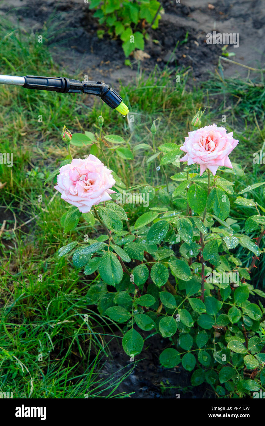 Spraying plants with chemicals and protecting a bush of roses from ...