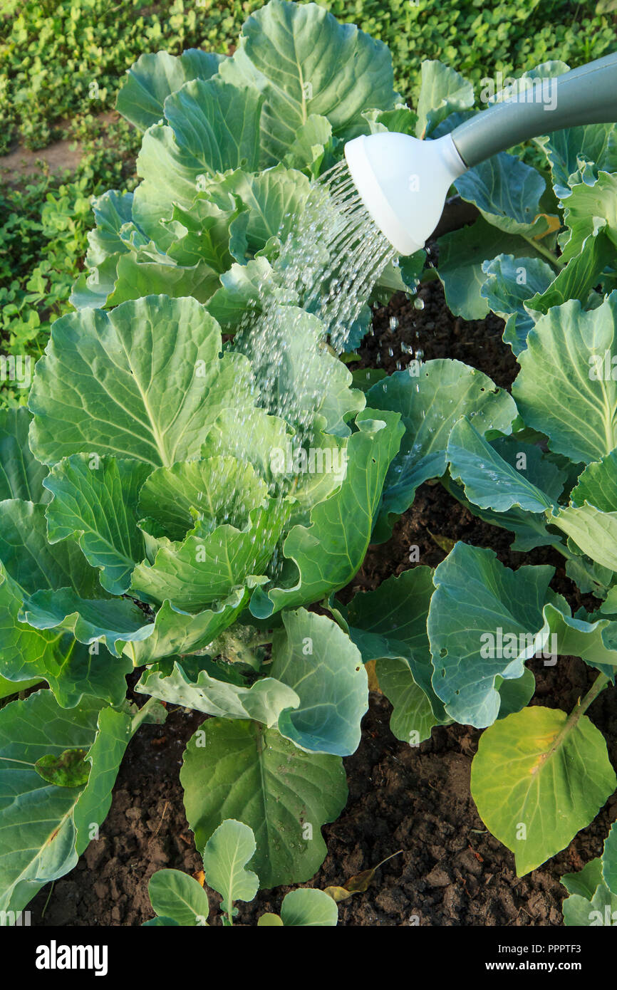 Watering fresh green cabbage vegetable in garden from a watering can ...