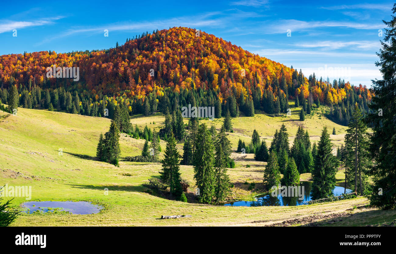 Spruce forest with a pond hi-res stock photography and images - Alamy