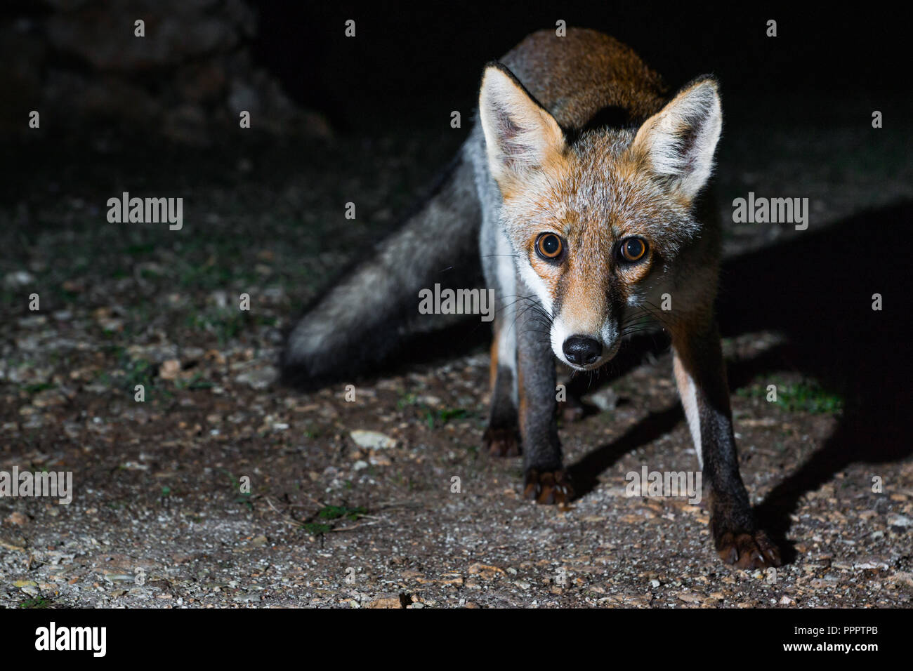 Red Fox Eyes At Night