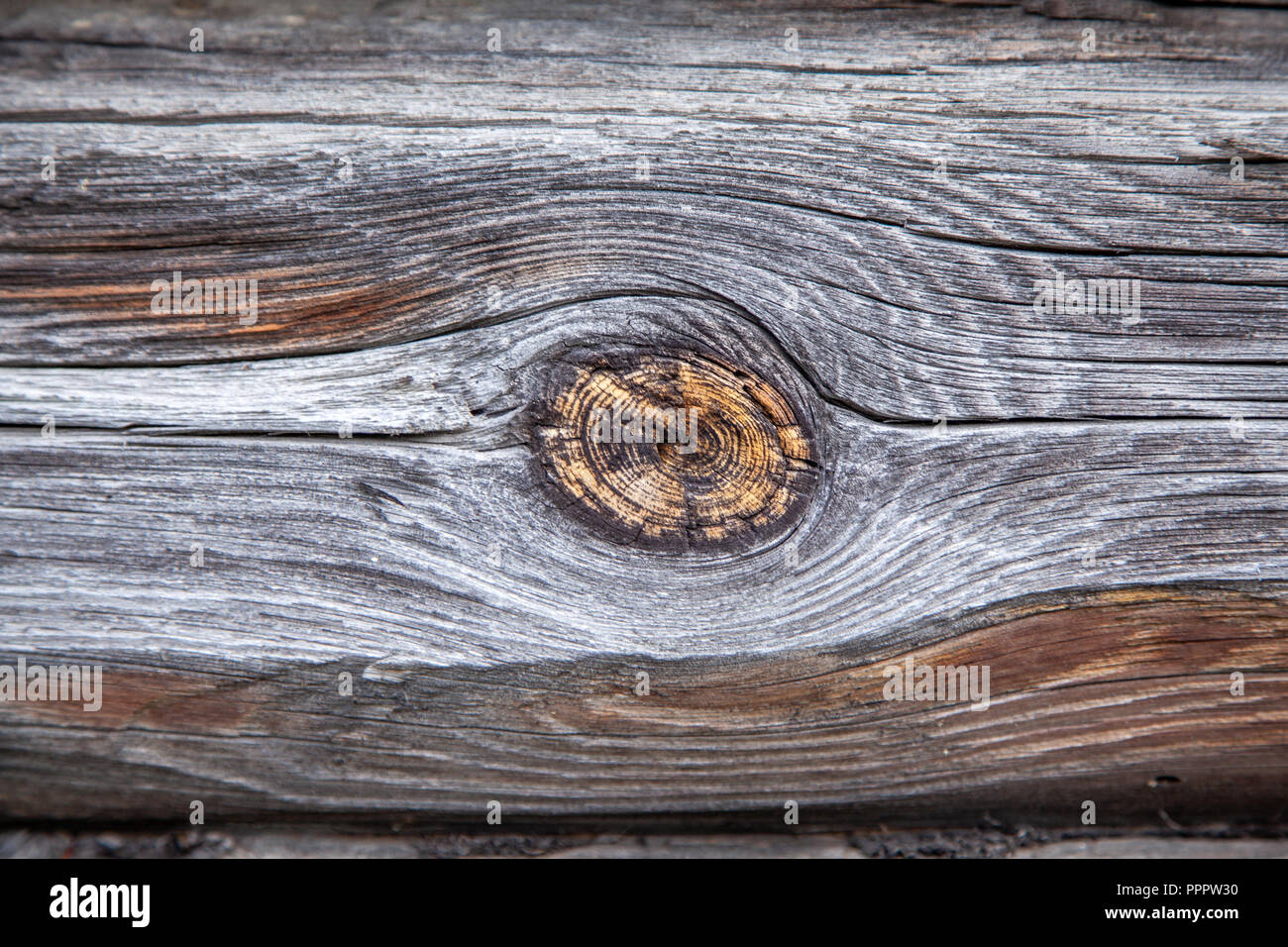 Texture of a wooden log with a knot Stock Photo - Alamy