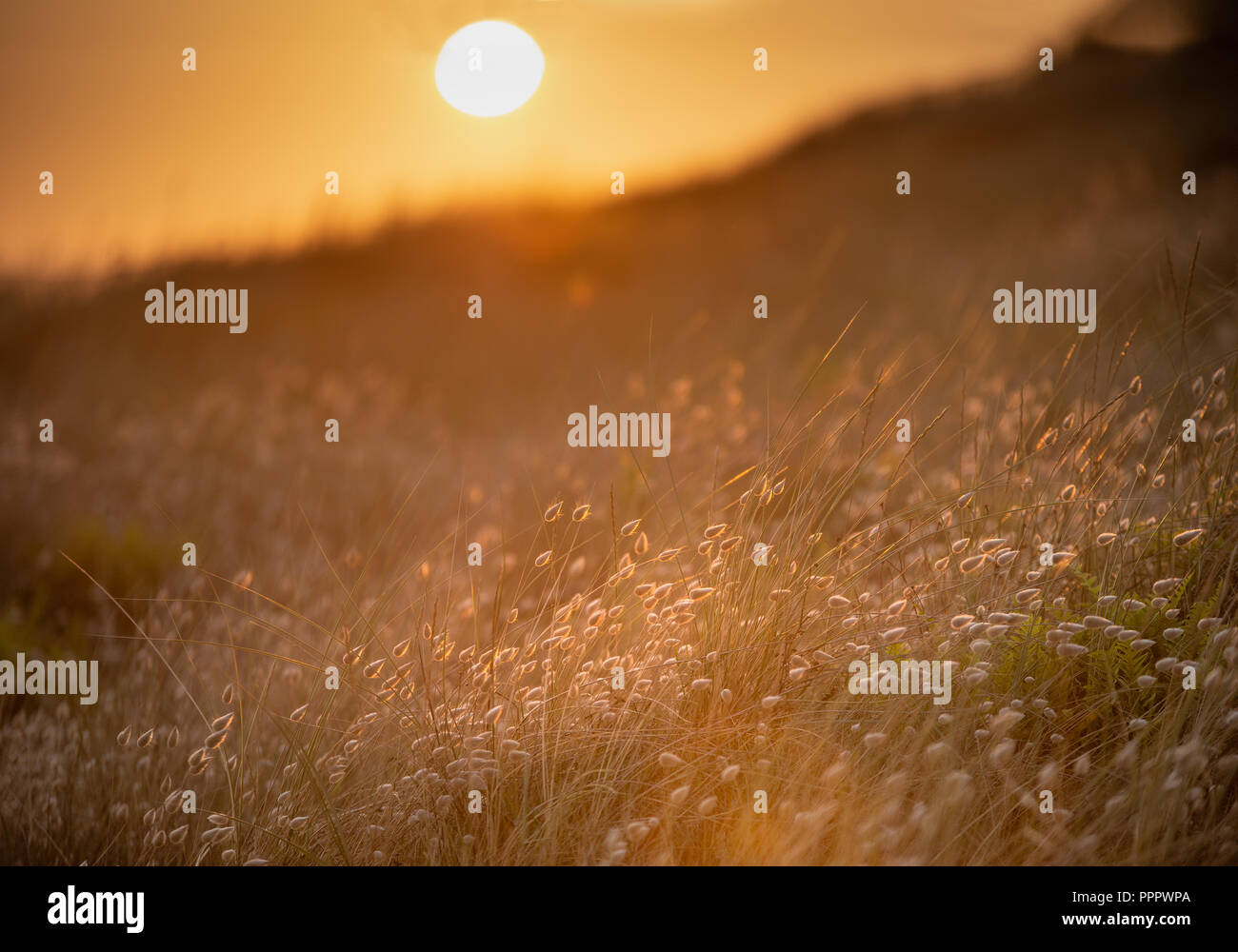 Summer rays hi-res stock photography and images - Alamy