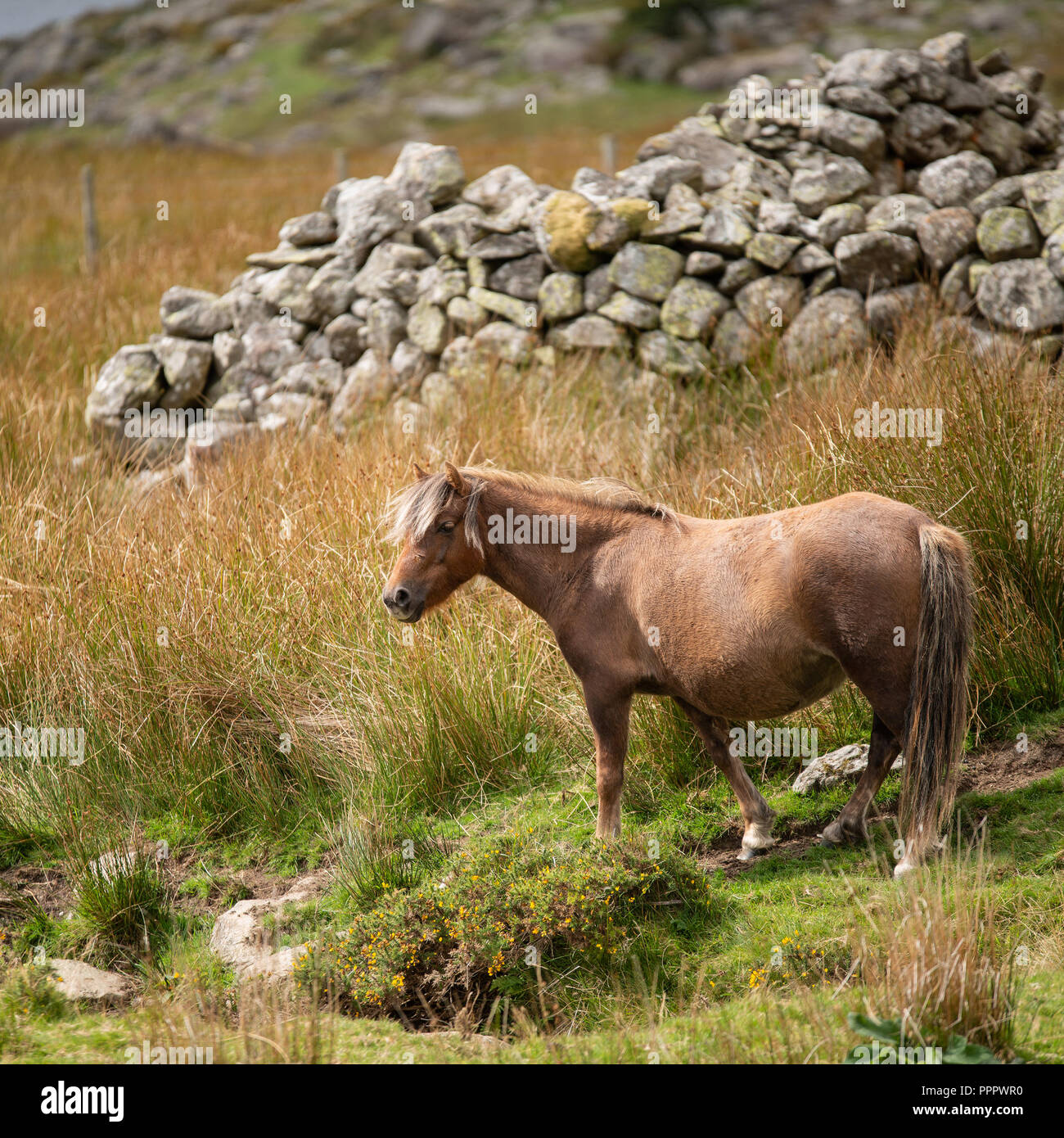 Beautiful image of wild pony in Snowdonia landscape in Autumn Stock ...