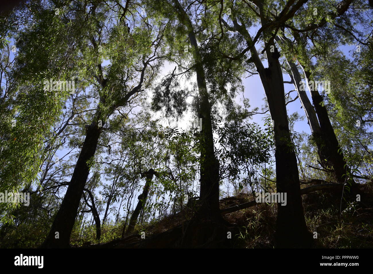 AUSTRALIAN NATIVE FAUNA Myrtaceae Stock Photo - Alamy