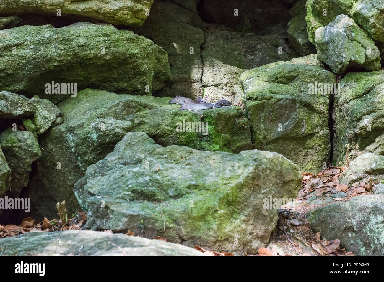 Dead mice hi-res stock photography and images - Alamy