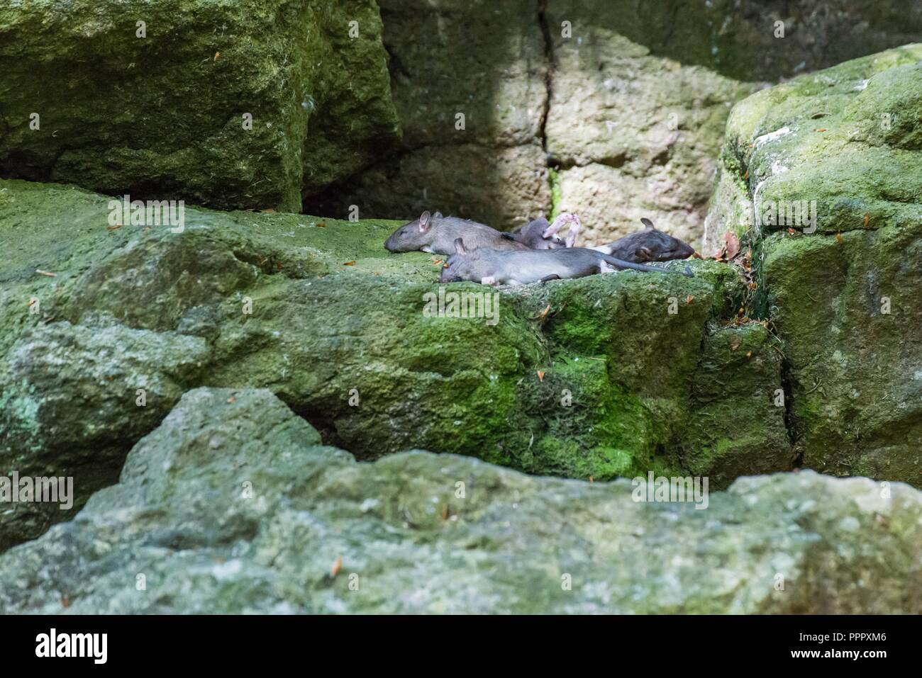 Dead mice hi-res stock photography and images - Alamy