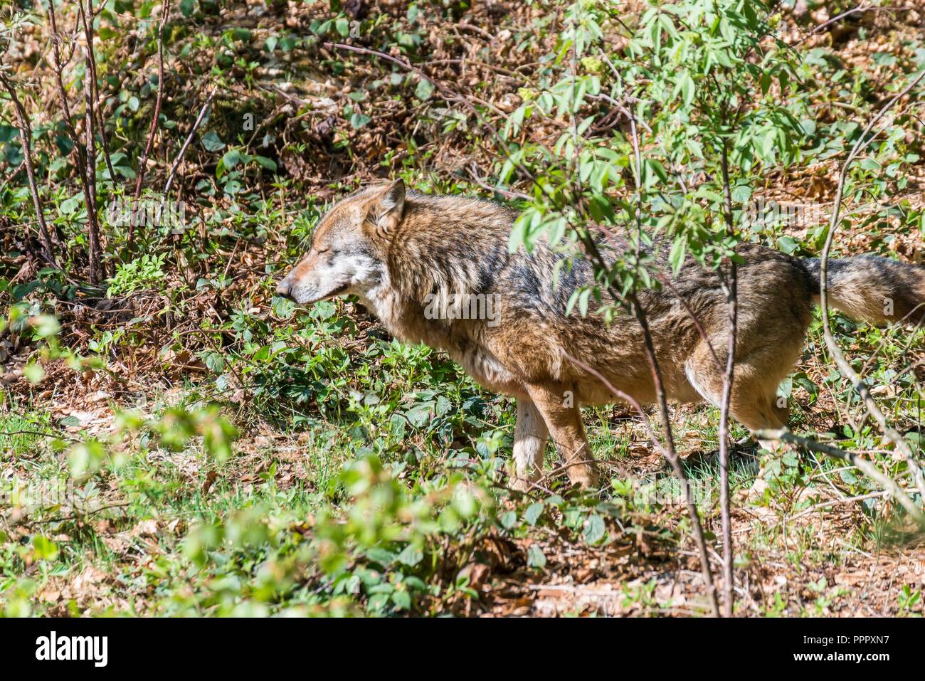 Close-up of a male wolf urinating and marking a territory, Germany ...