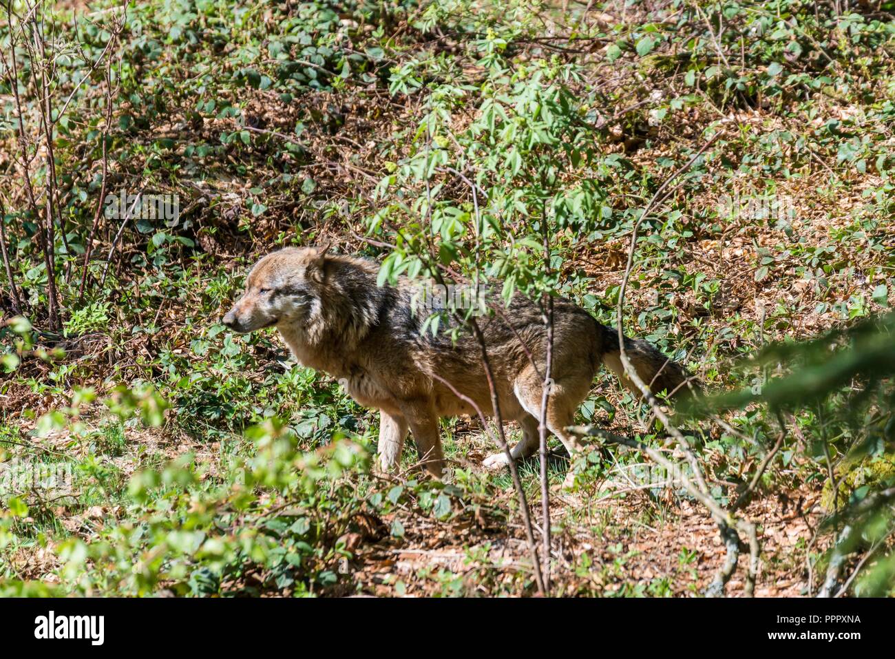 Close-up of a male wolf urinating and marking a territory, Germany ...