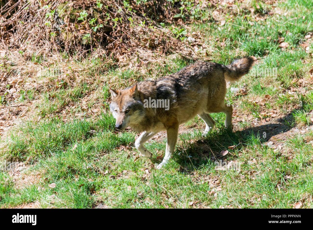 Close-up of a male wolf in its territory, Germany Stock Photo - Alamy