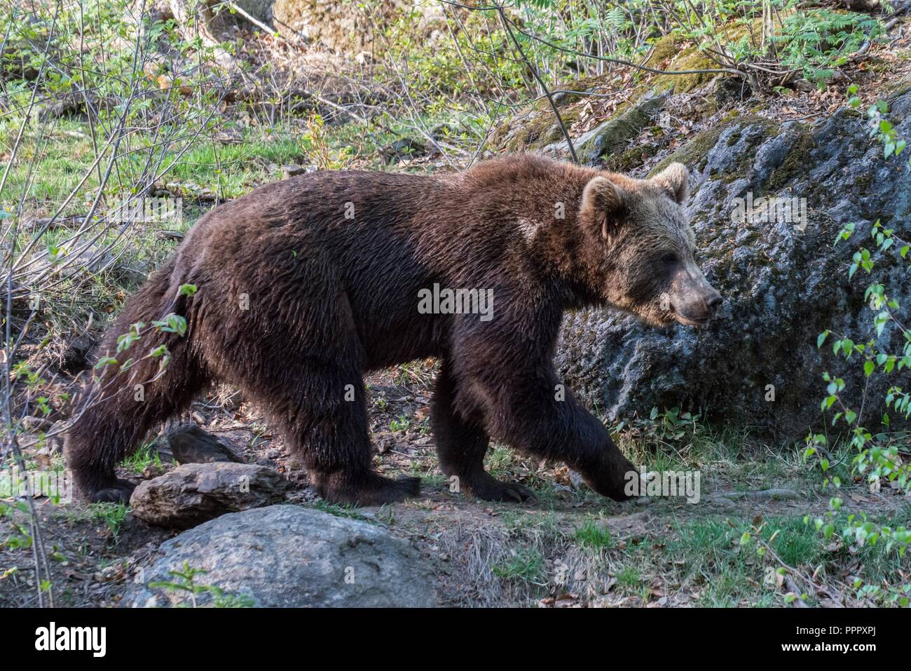 Brown bear on roams his territory, Germany Stock Photo - Alamy