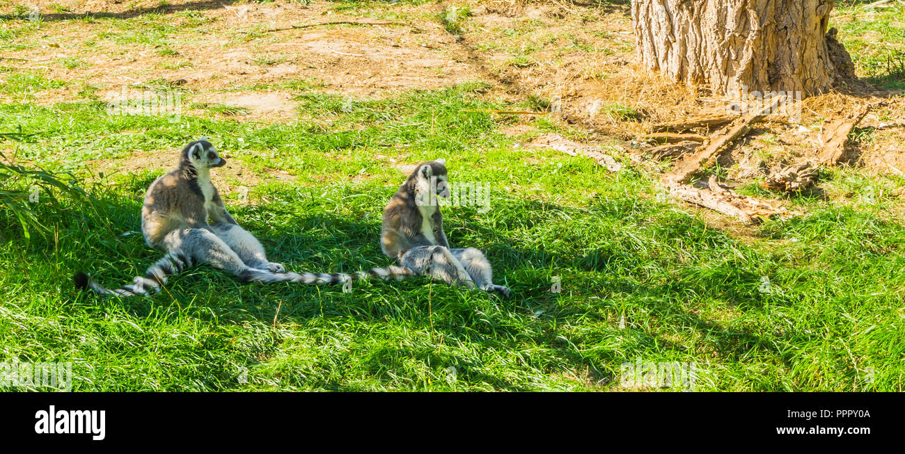 two madagascan lemur monkeys sitting together in the grass animal ...