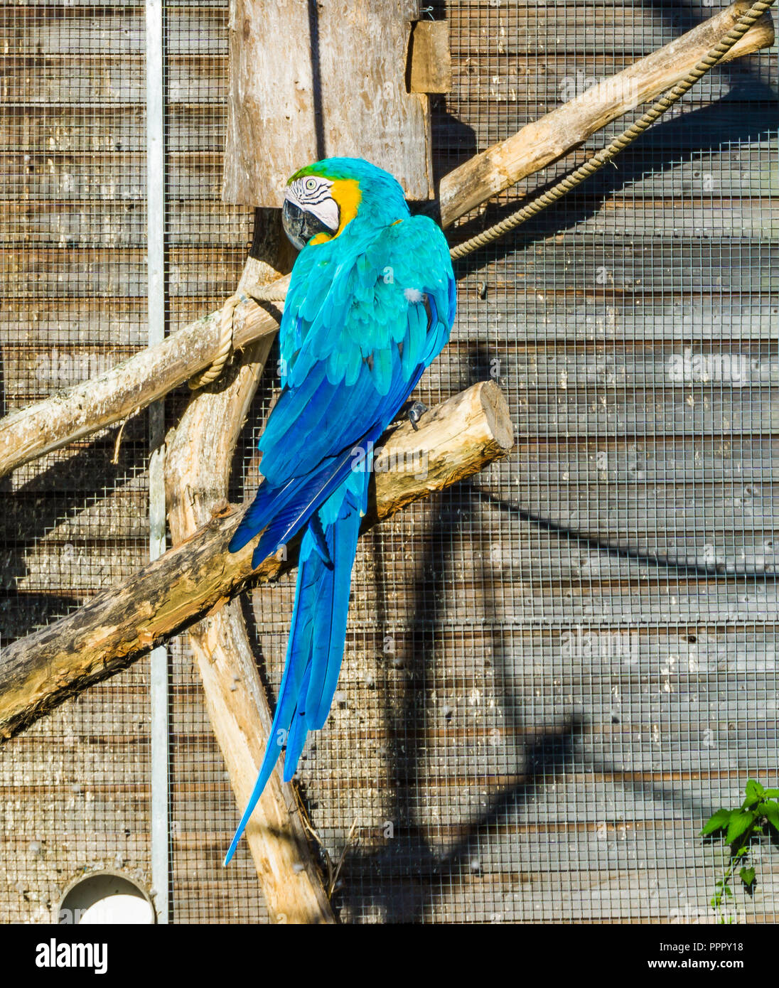beautiful blue macaw parrot from behind sitting on a branch and looking ...