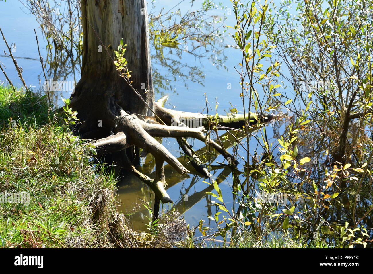 Landscape of the area around Batak Lake, Bulgaria Stock Photo - Alamy