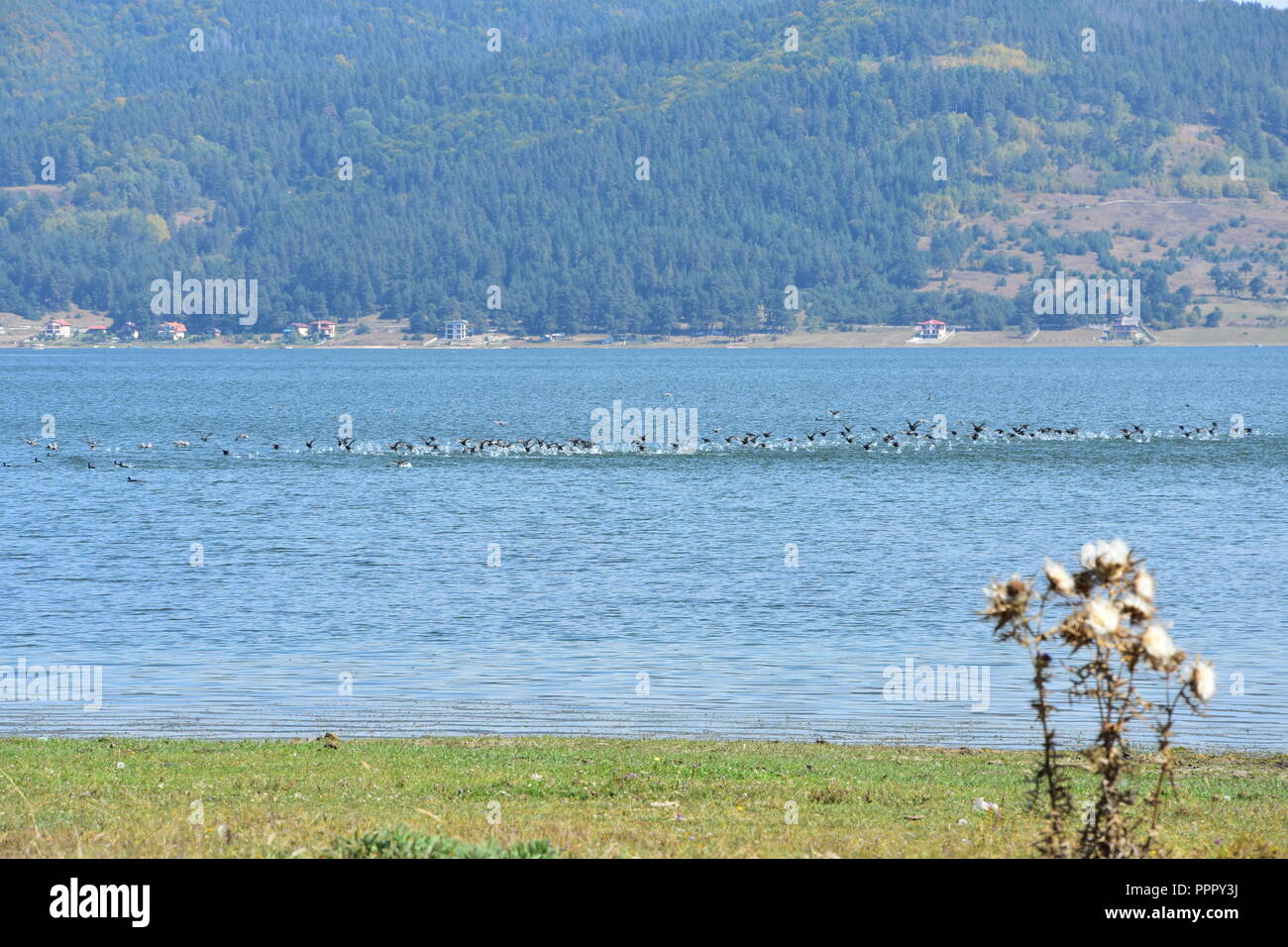 Landscape of the area around Batak Lake, Bulgaria Stock Photo - Alamy