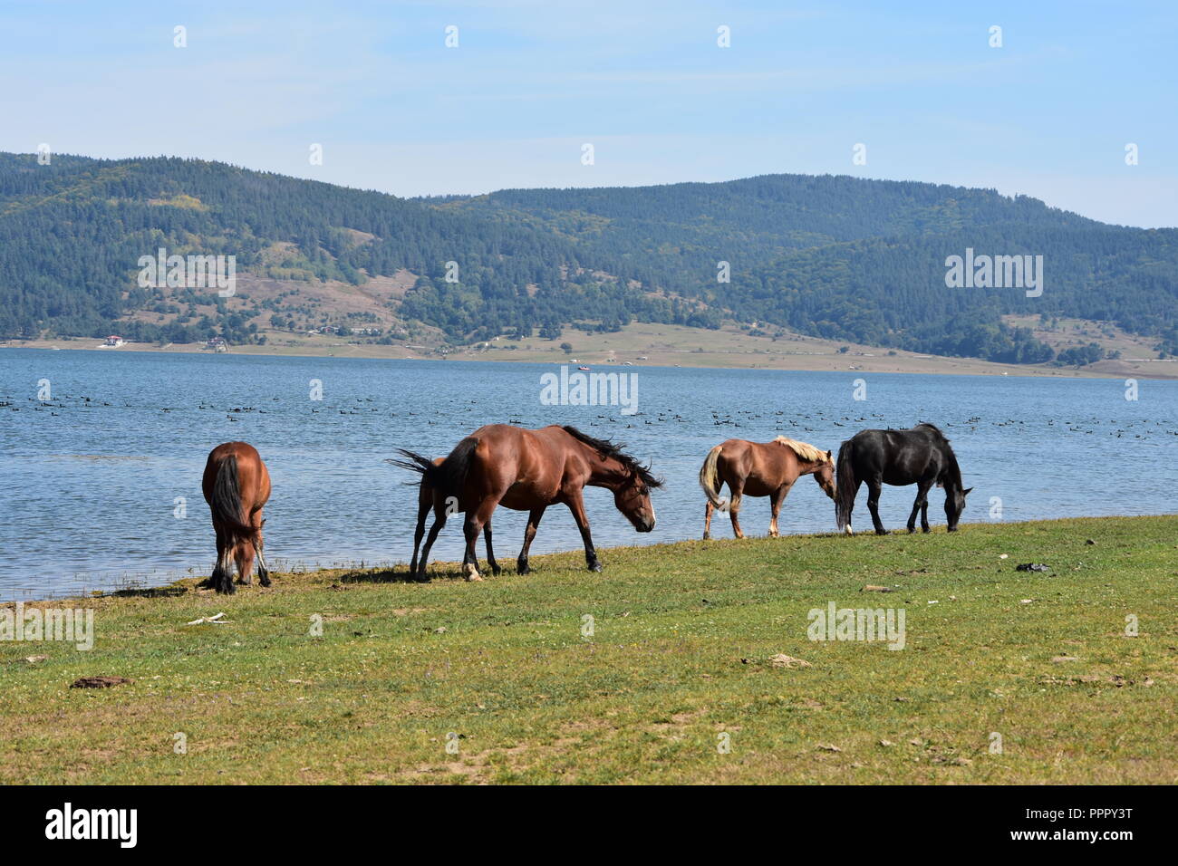 Landscape of the area around Batak Lake, Bulgaria Stock Photo - Alamy