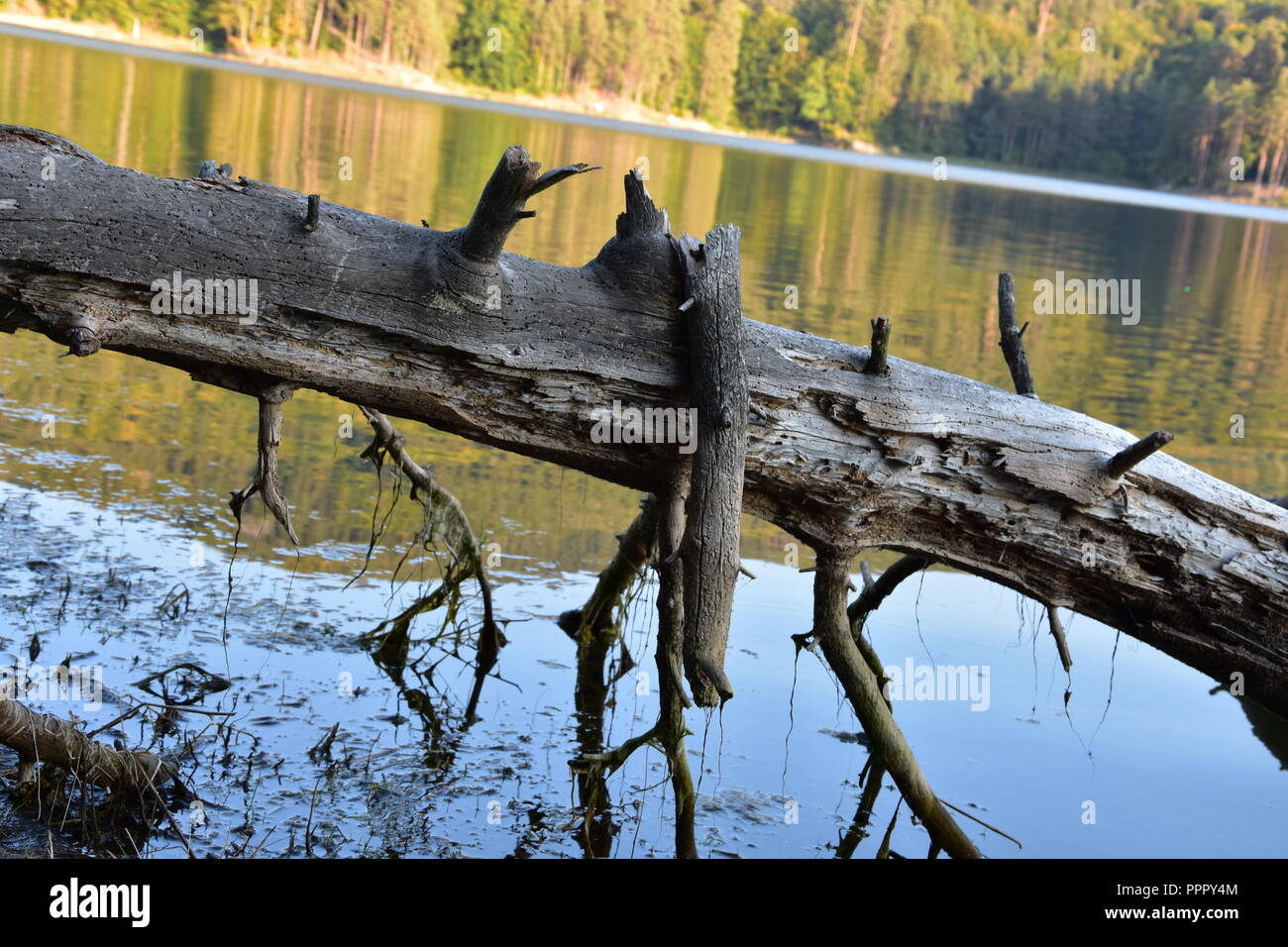 Landscape of the area around Batak Lake, Bulgaria Stock Photo - Alamy