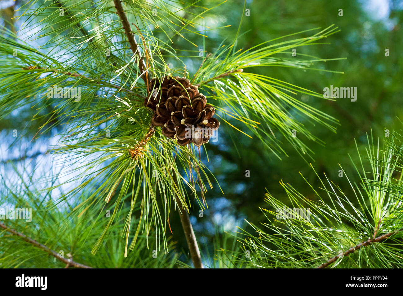 Hanging Onto Branch High Resolution Stock Photography and Images - Alamy