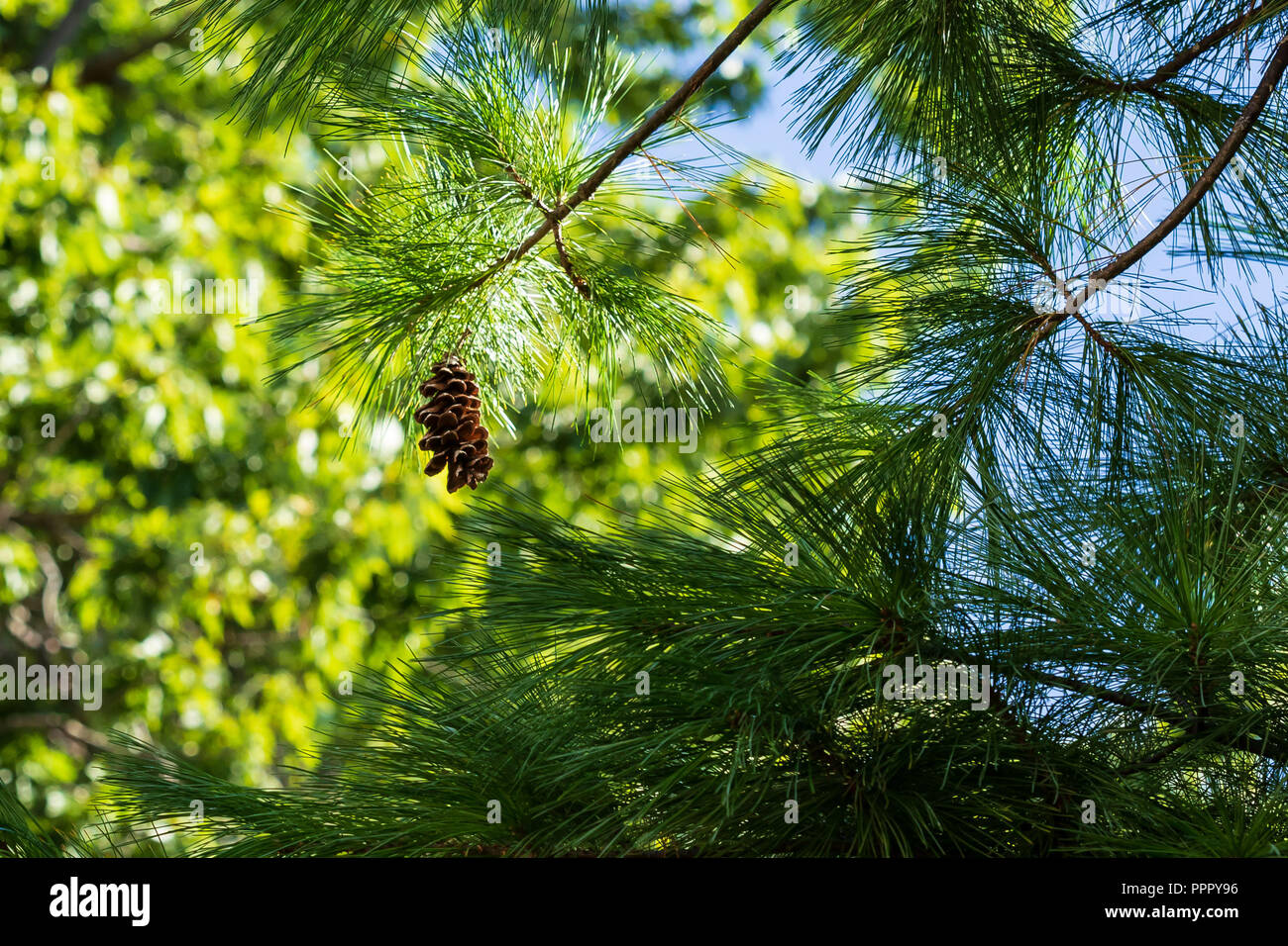 Tree pine tree hi-res stock photography and images - Alamy