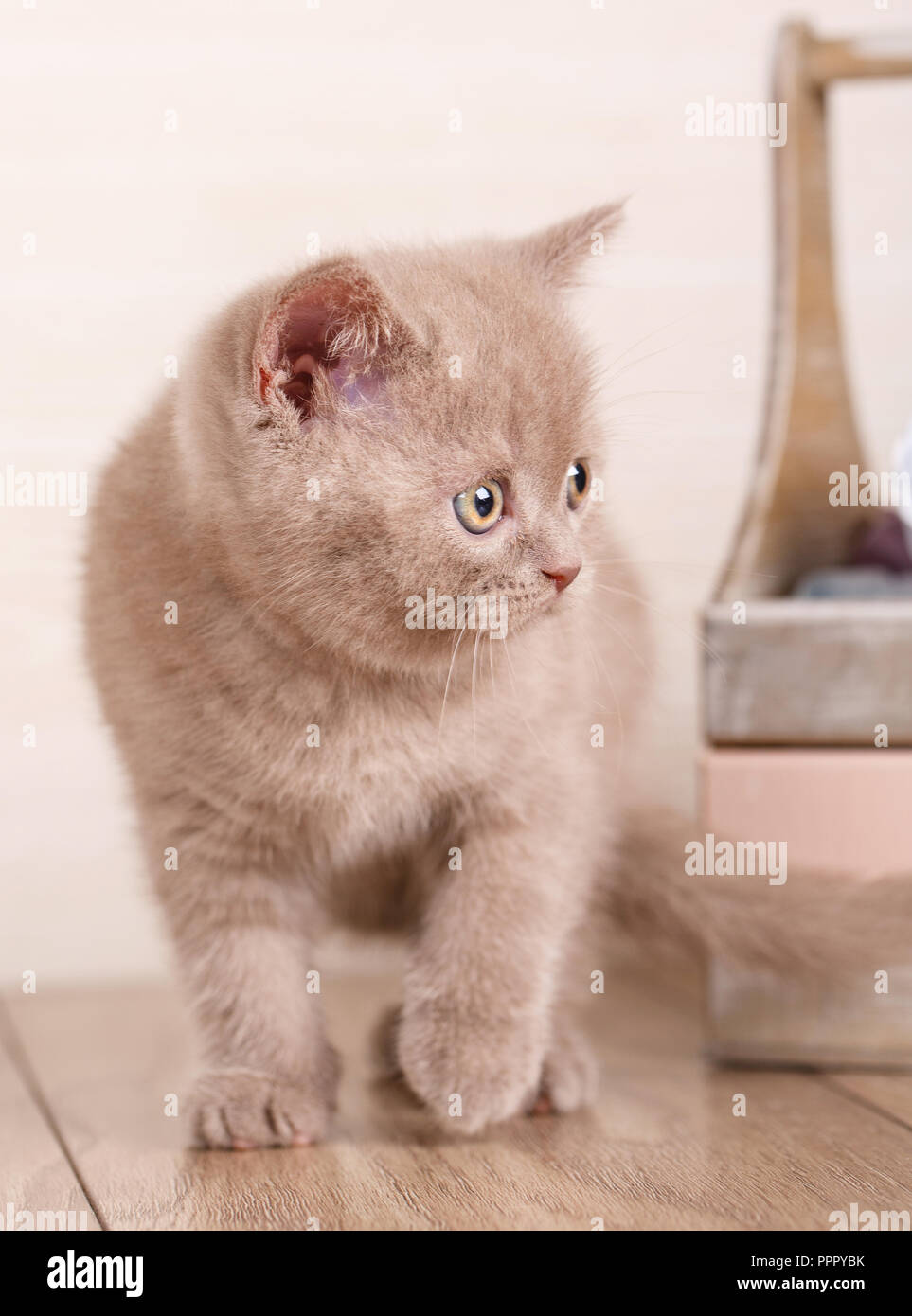 Playful cream color Scottish fold cat portrait Stock Photo - Alamy