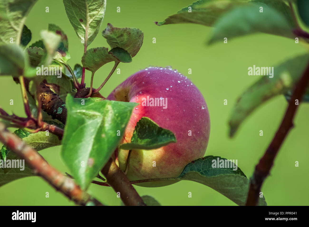 Growing apples on apple tree in a garden, natutal light Stock Photo - Alamy