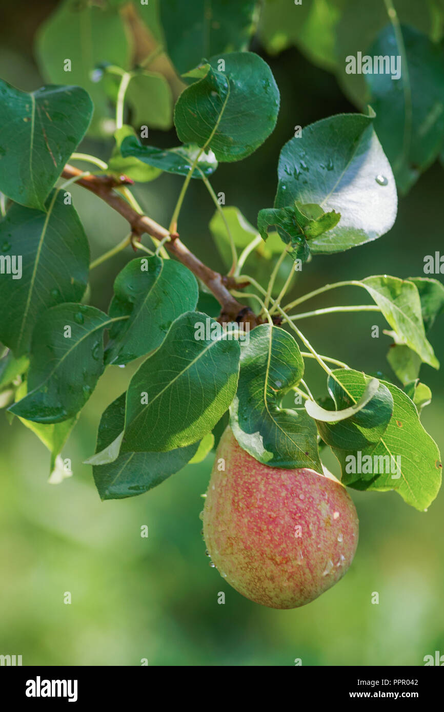 Growing apples on apple tree in a garden, natutal light Stock Photo - Alamy