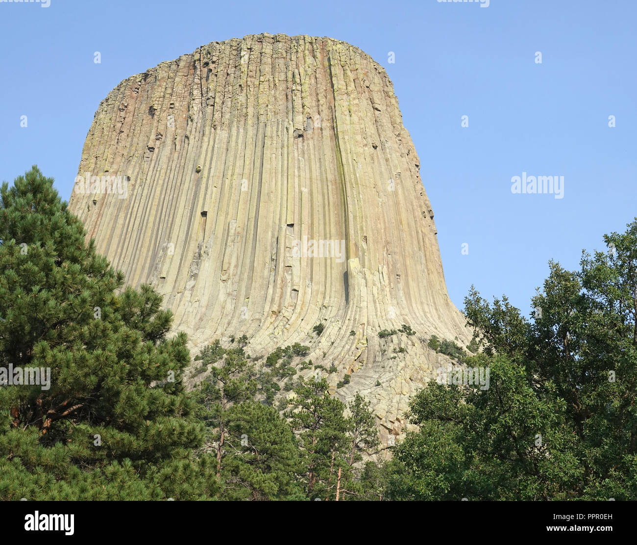 Devils Tower made of columnar basalt surrounded by trees Stock Photo ...
