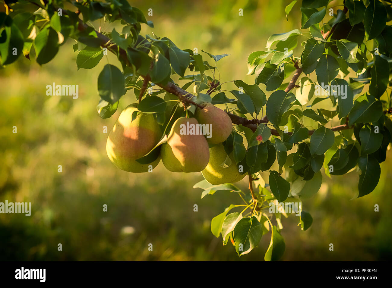 Pear tree cut out hi-res stock photography and images - Alamy