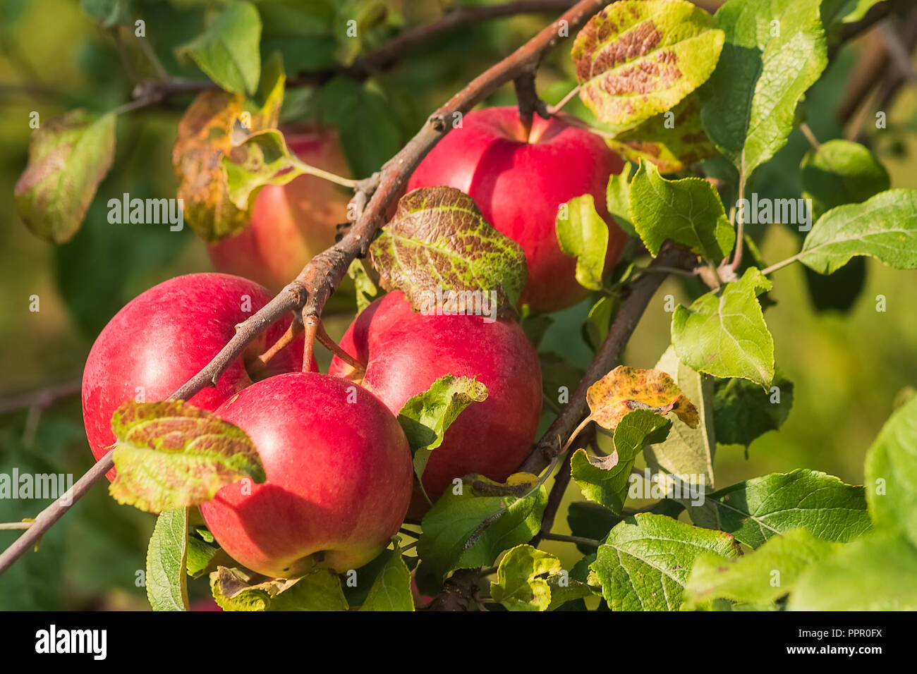 Growing apples on apple tree in a garden, natutal light Stock Photo - Alamy