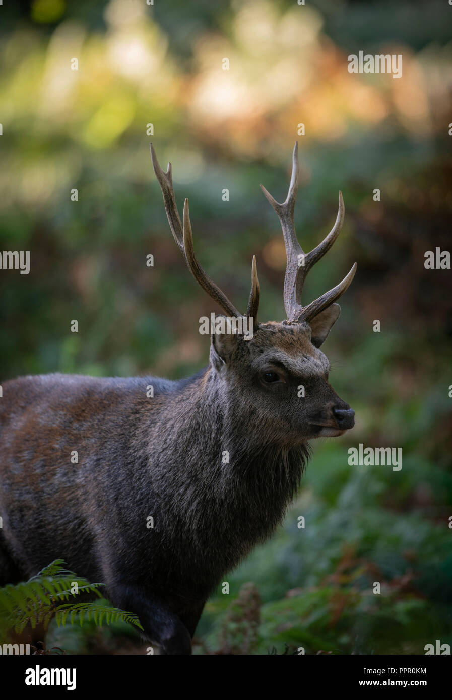 Sika deer buck hi-res stock photography and images - Alamy