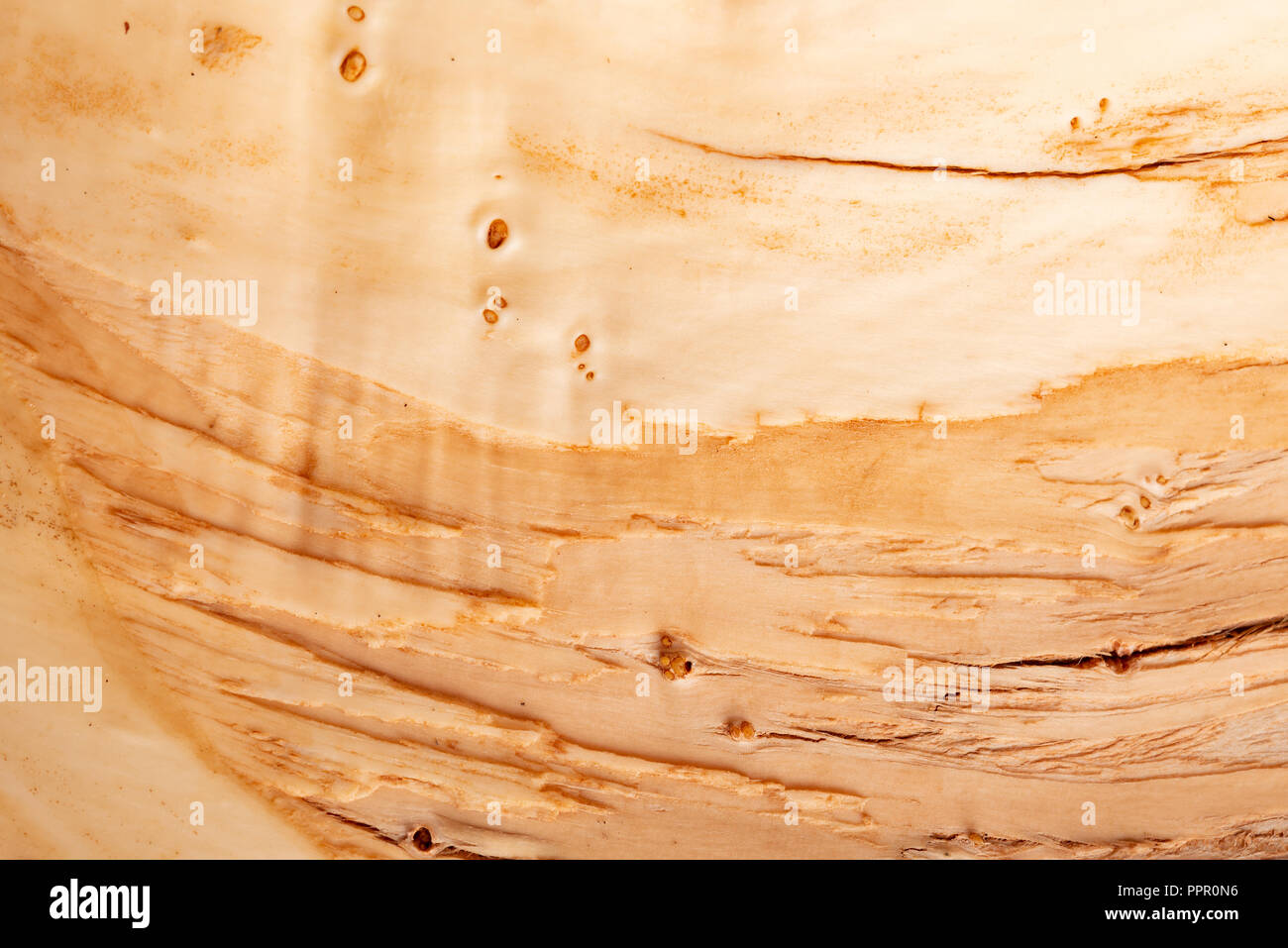 tree bark inside as background and texture Stock Photo - Alamy