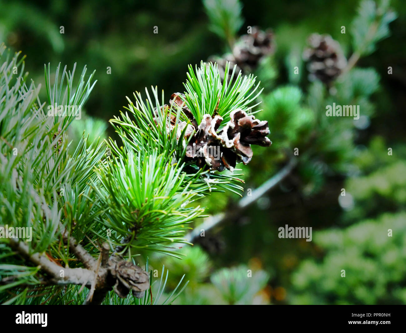Fir tree branch Stock Photo - Alamy