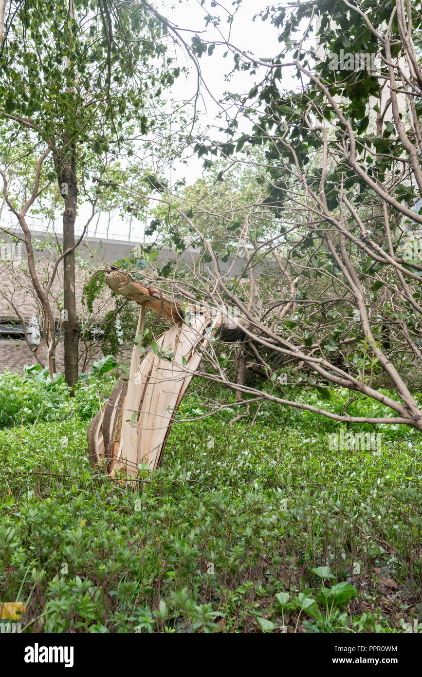 broken trees after a strong storm went through Stock Photo - Alamy