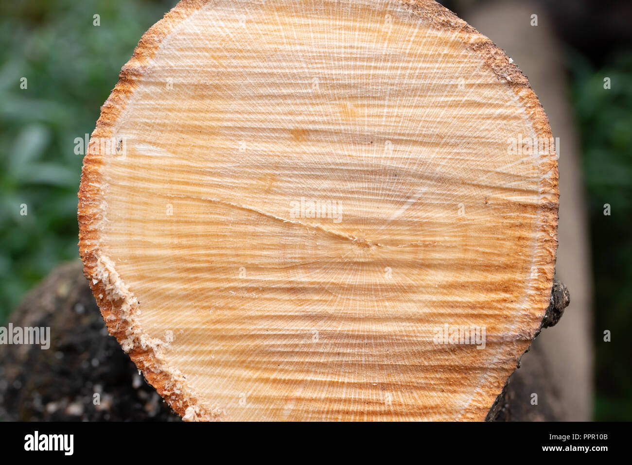 cross section of tree trunk close up Stock Photo - Alamy