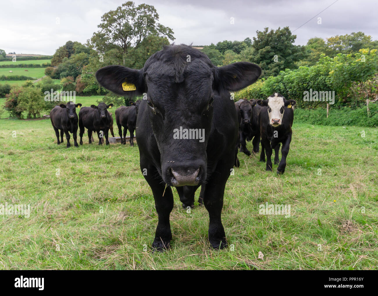 Field of bulls hi-res stock photography and images - Alamy