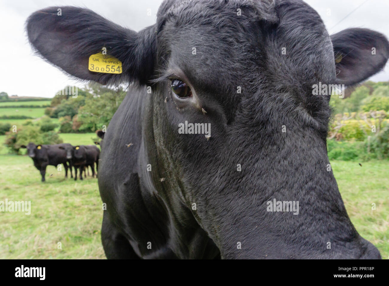 Living bulls hi-res stock photography and images - Alamy