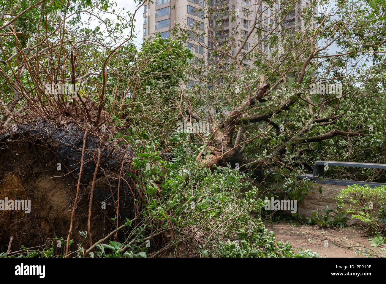 broken trees after a strong storm went through Stock Photo - Alamy