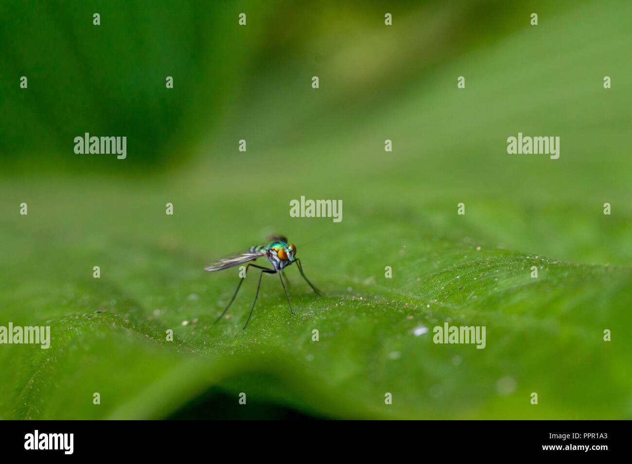 Art photography digital editing painting hi-res stock photography and ...