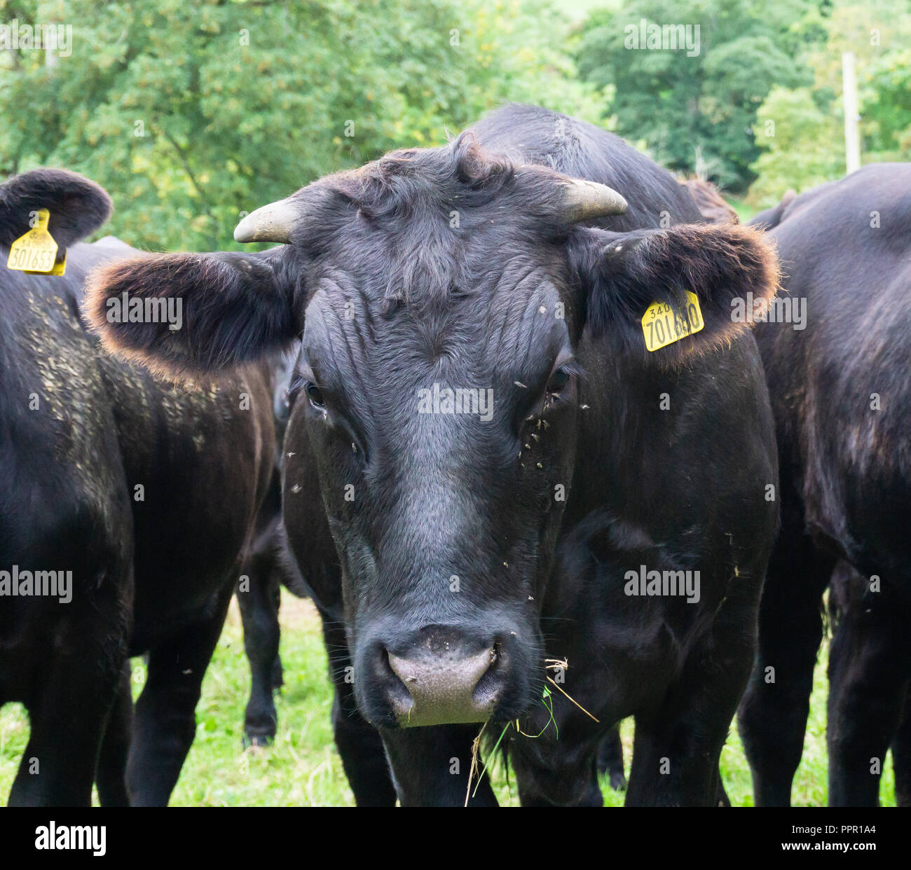 Group of Young Bulls in a Field Stock Photo - Alamy