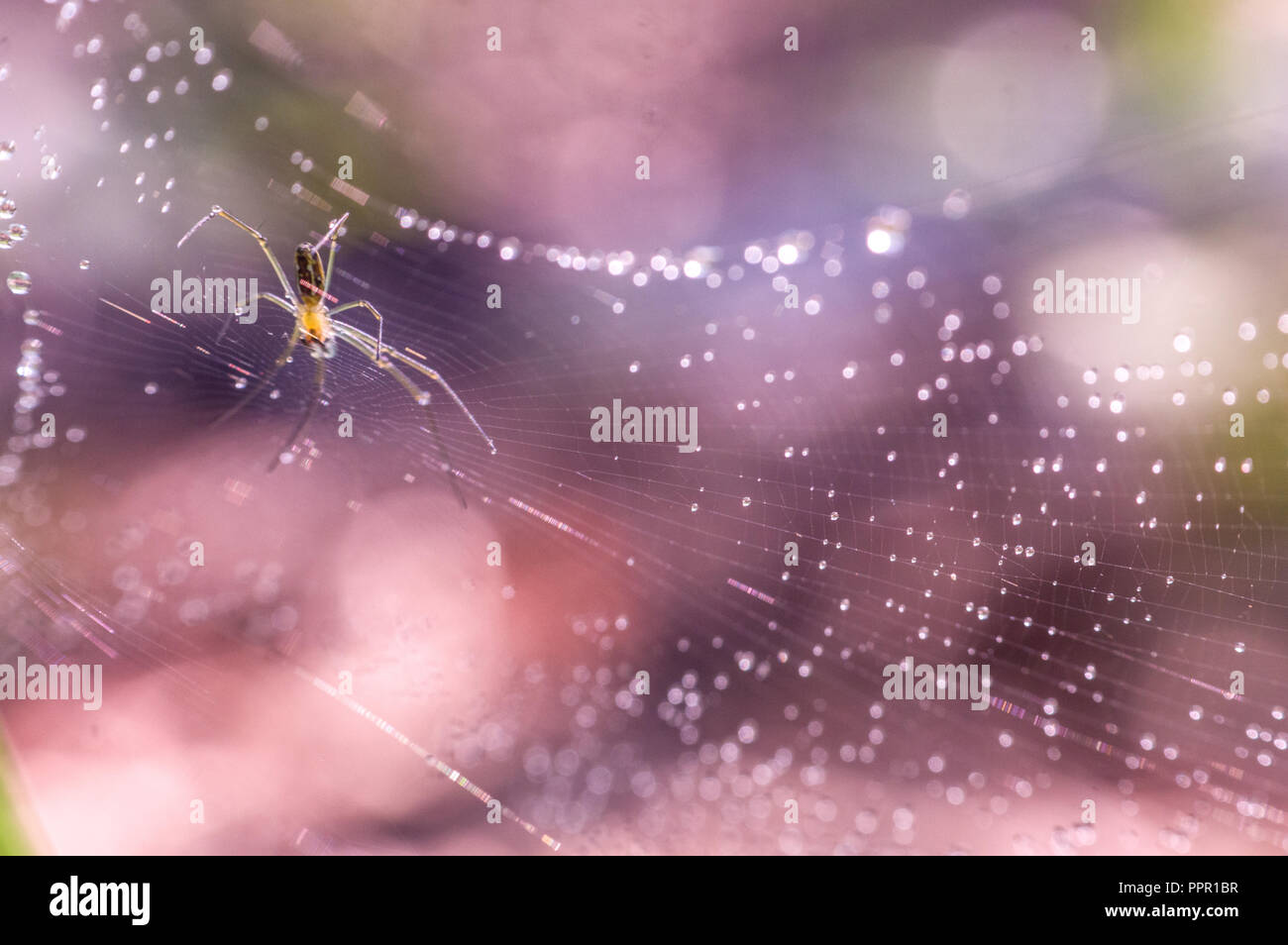 Spider net hobby hi-res stock photography and images - Alamy