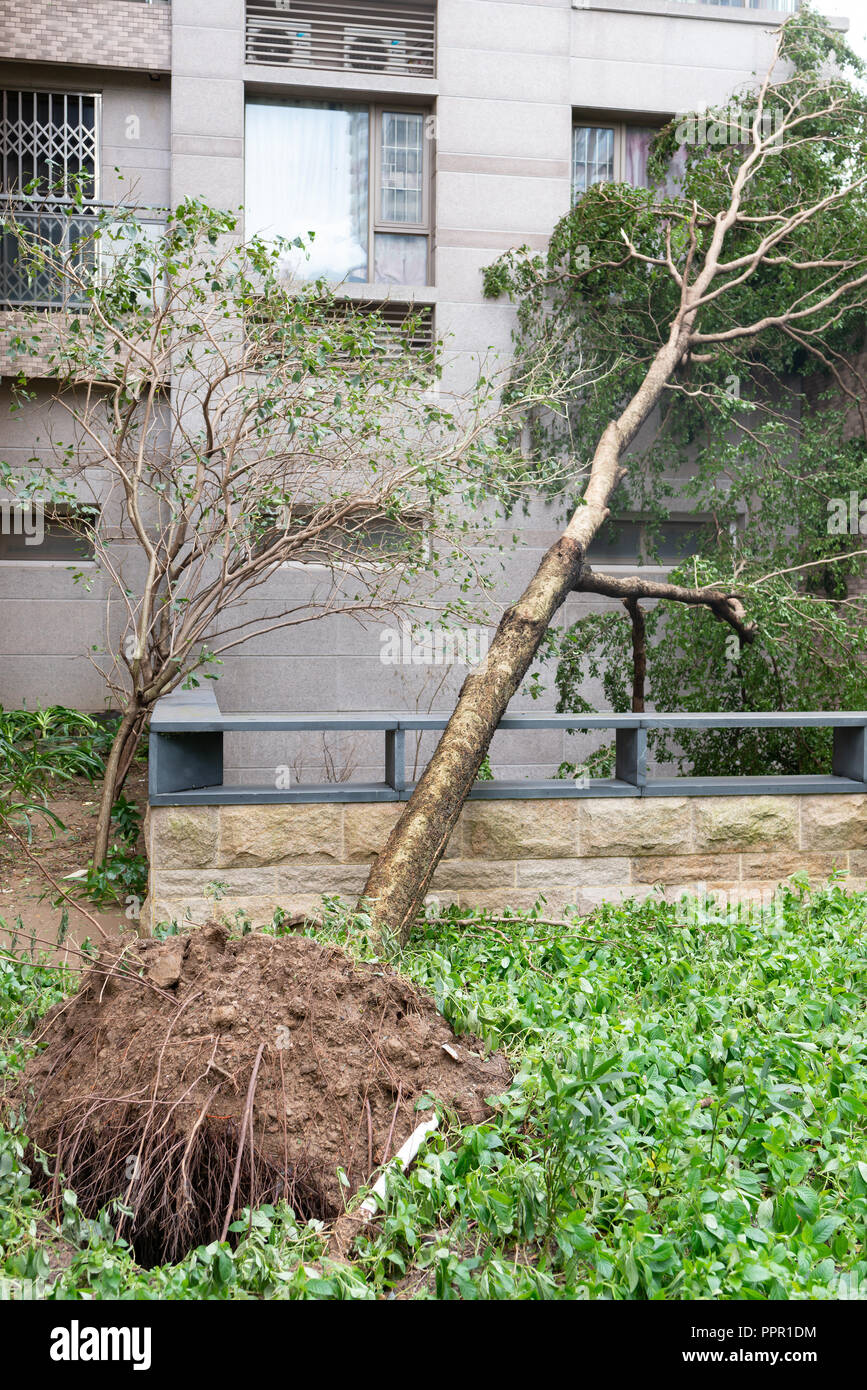 broken trees after a strong storm went through Stock Photo - Alamy