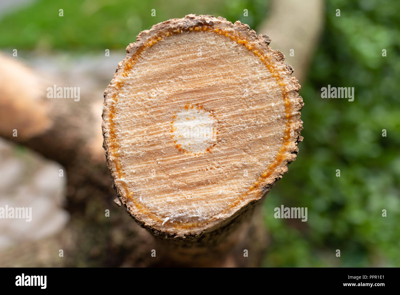 cross section of tree trunk close up Stock Photo - Alamy