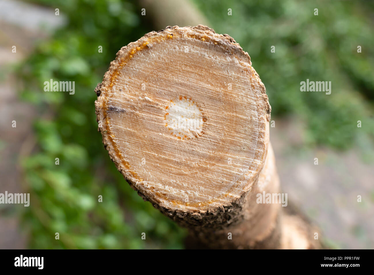 cross section of tree trunk close up Stock Photo - Alamy