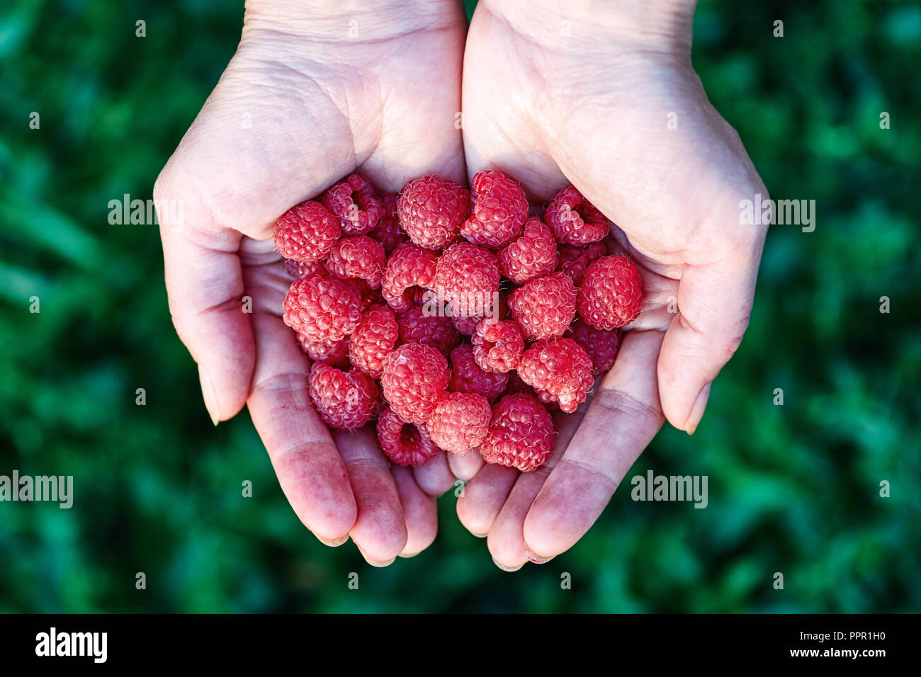 The girl's hands holding a handful of berries ripe red raspberries ...