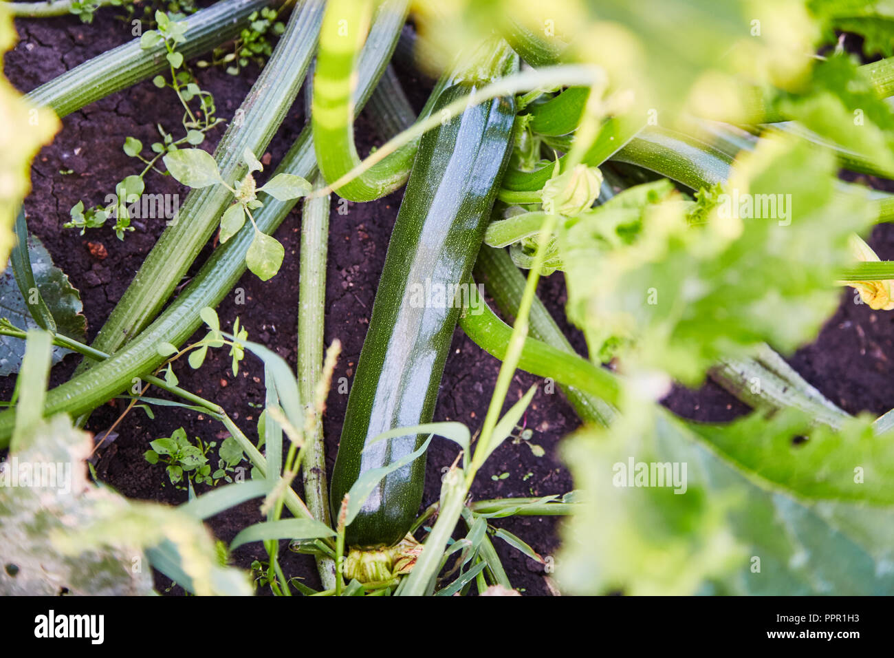 Fresh and ripe zucchini in vegetable garden, view from above Stock ...