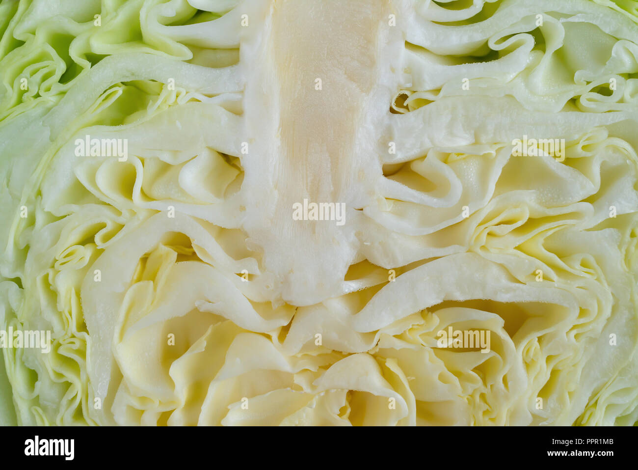 Inside a cabbage hi-res stock photography and images - Alamy