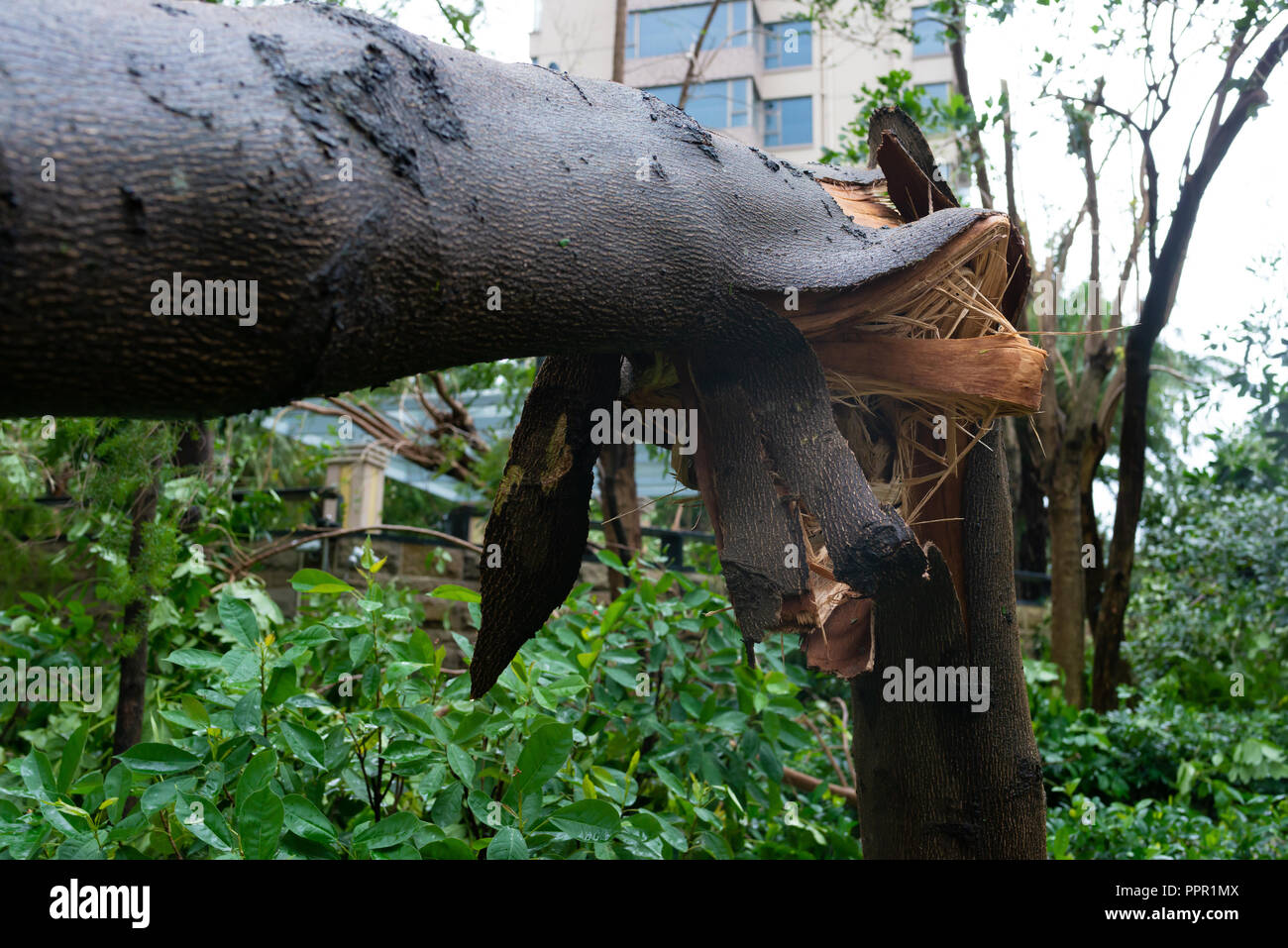 broken trees after a strong storm went through close up Stock Photo - Alamy