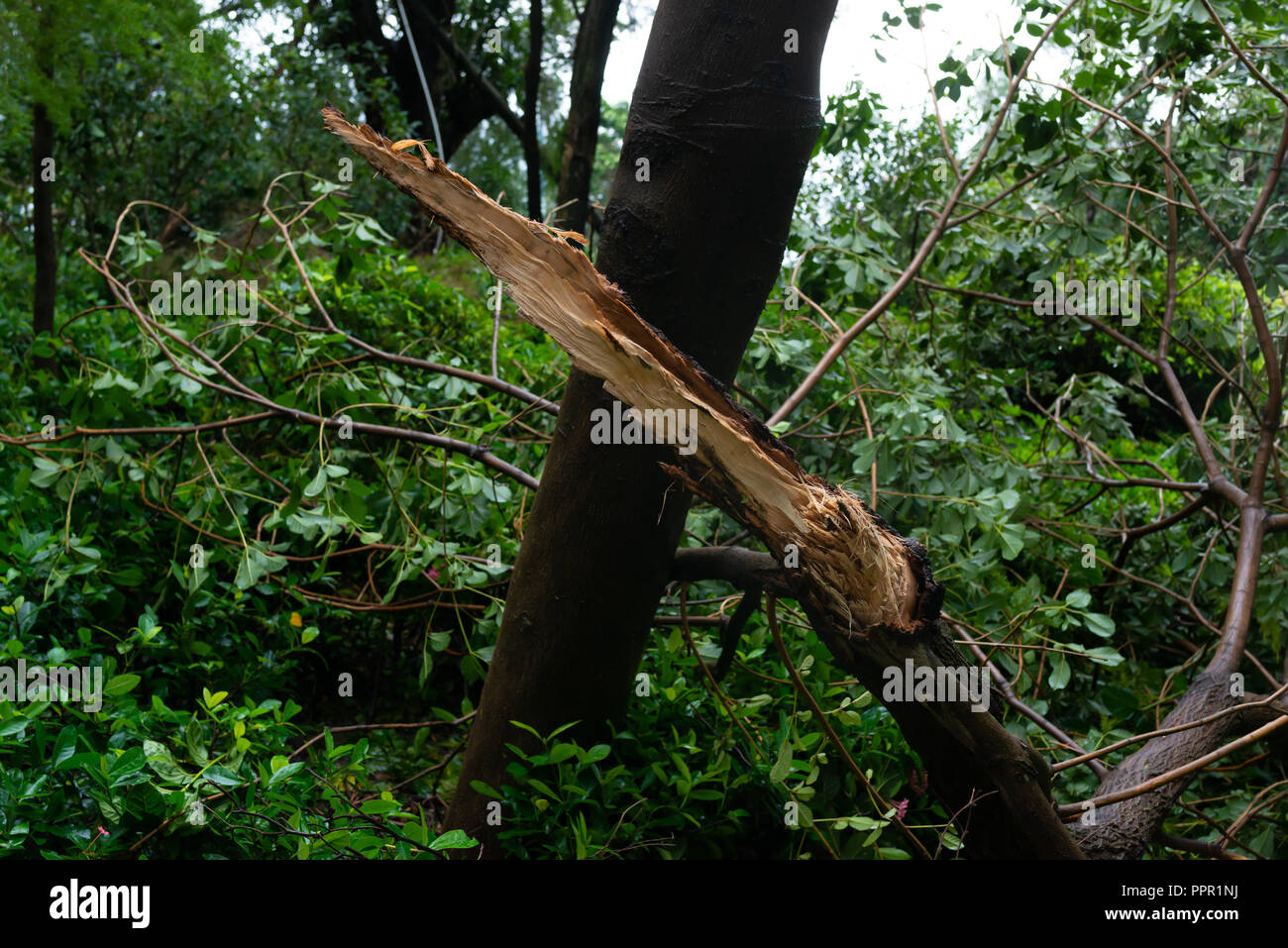 broken trees after a strong storm went through Stock Photo - Alamy