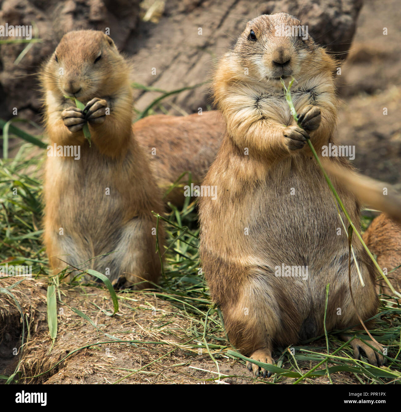 Couple of prairie dogs on the ground Stock Photo - Alamy