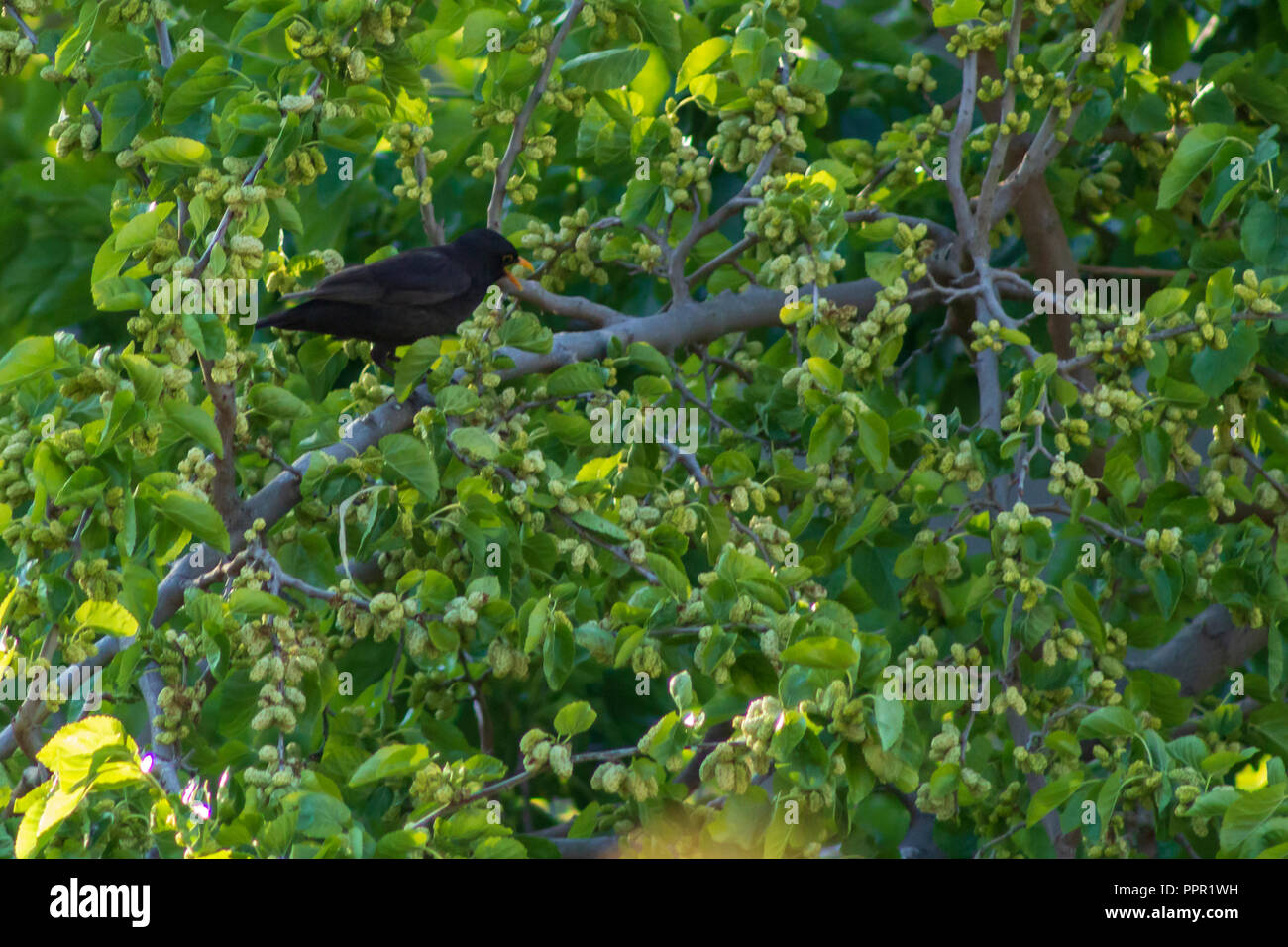 Turdus merula Male Blackbird perching in a white Mulberry tree Eating ...